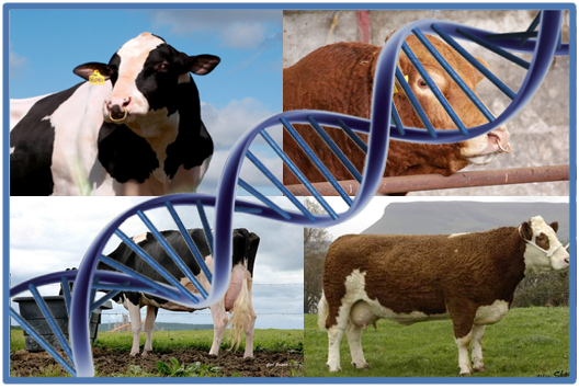 Genotype your herd for as little as €22/head - ICBF