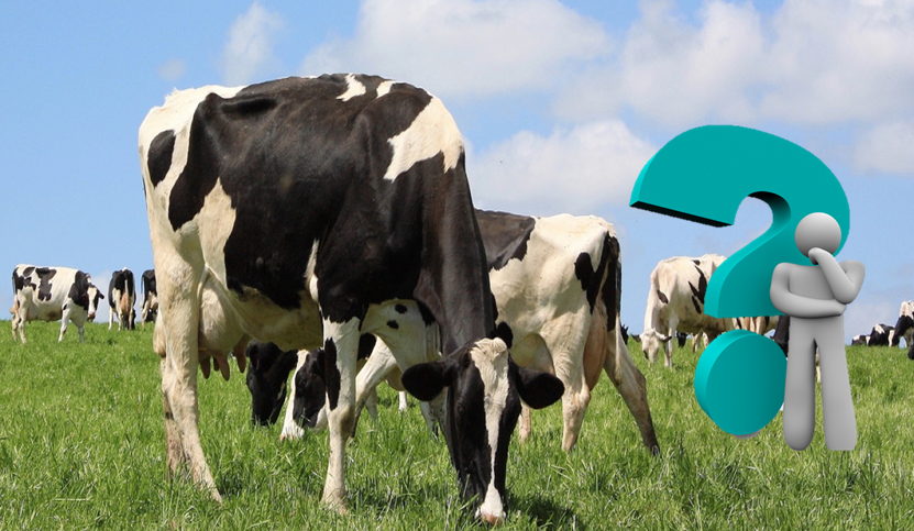 Why does one of my best cows have a poor Index? - ICBF
