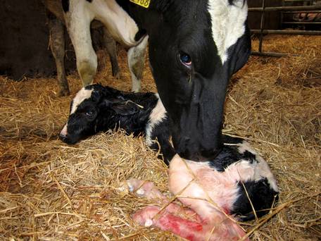 How important is Calving Ease to you? - ICBF