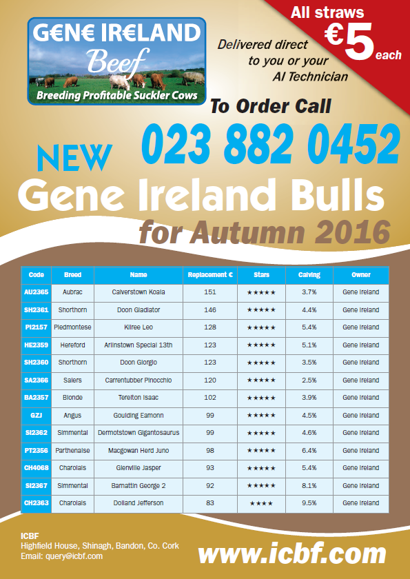 Autumn Beef Gene Ireland Bulls Available - ICBF