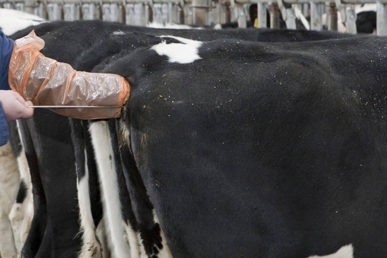 Ai Stats 2020 Insemination Breed Trends In Dairy Cows Icbf
