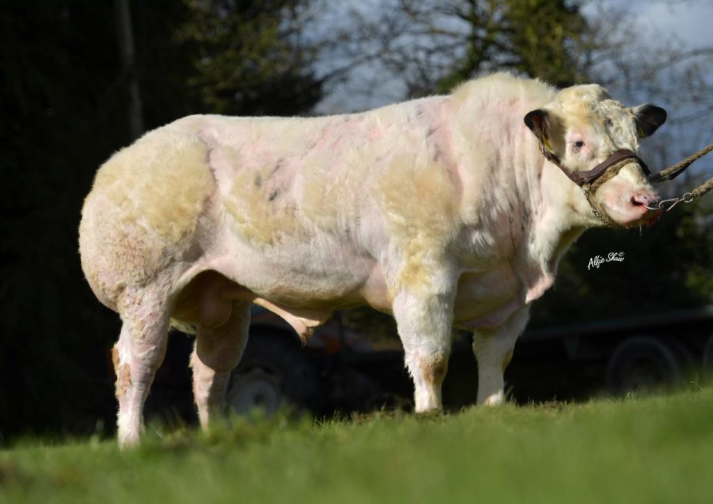 Fully Tested Belgian Blue Bulls - ICBF