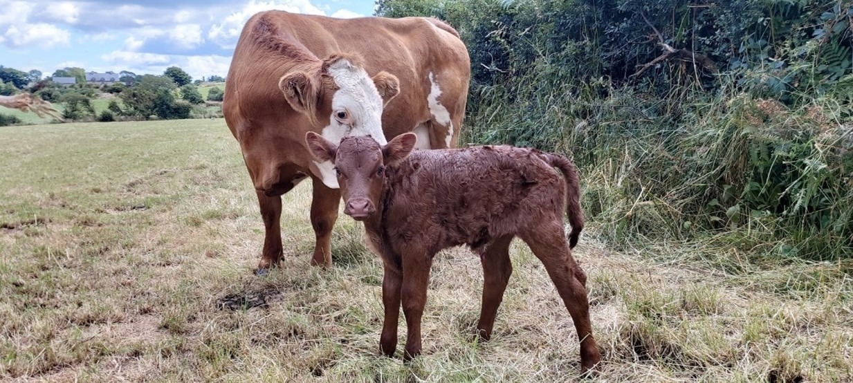 Gene Ireland Bulls Leading Beef Active Bull List - ICBF