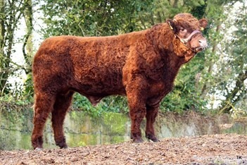 Gene Ireland Bulls Leading Beef Active Bull List - ICBF