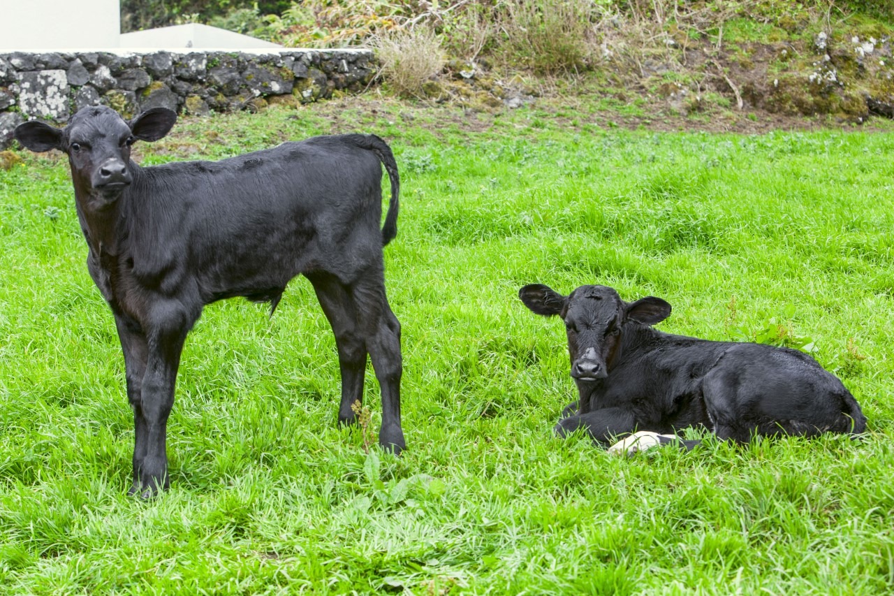 Dairy Beef Calf Programme Contributing to Improved Reliability - ICBF