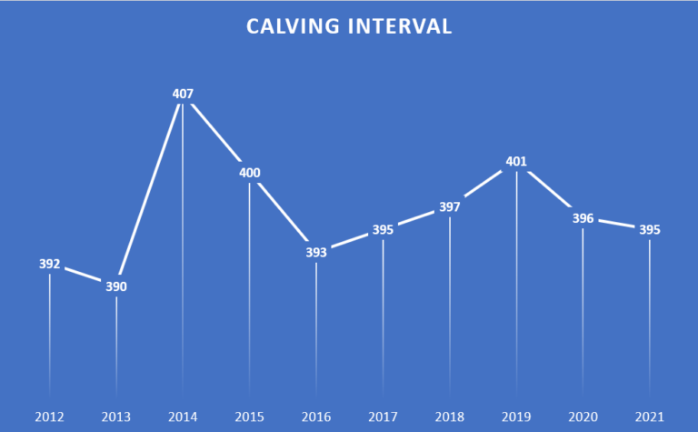 Beef Calving Statistics 2021 - ICBF