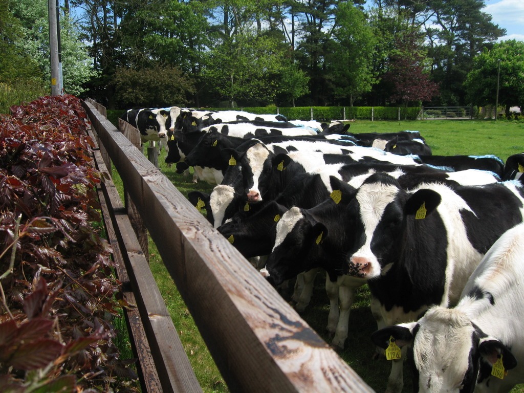 Genotyping dairy females on the rise! - ICBF