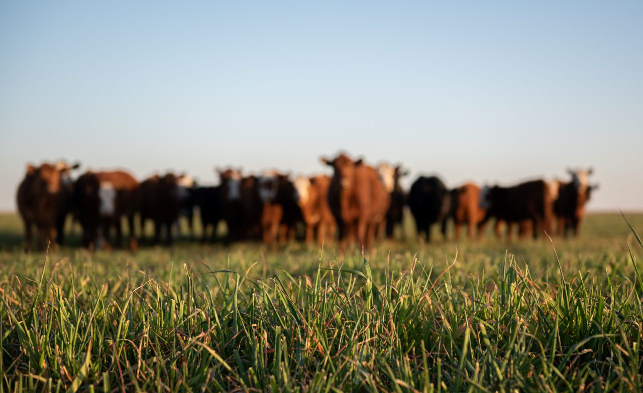 Beef Cow Population by County 2017-2021 - ICBF