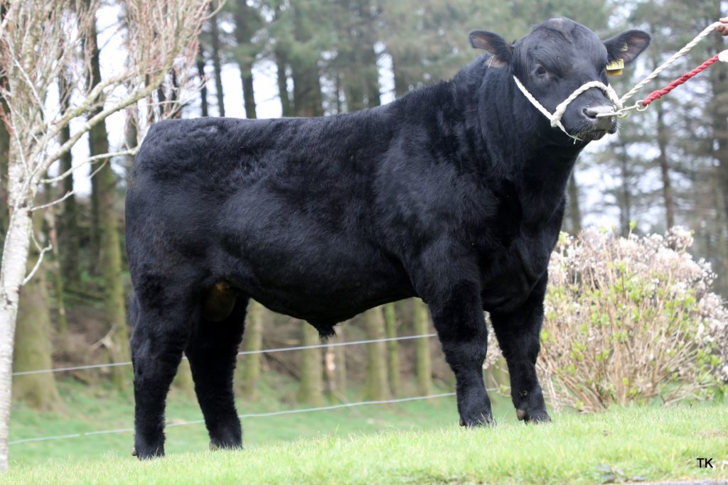 Fully Tested Aberdeen Angus Bulls - ICBF