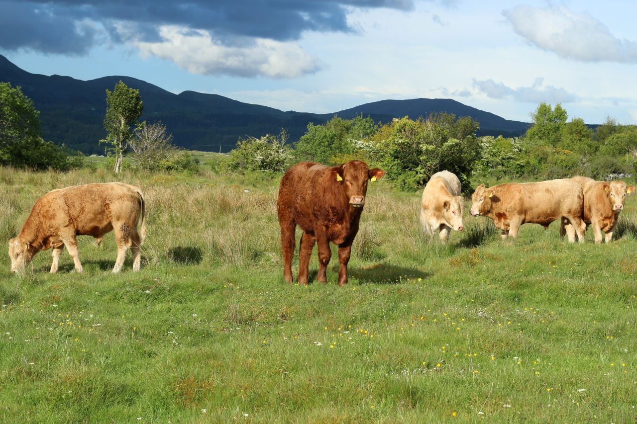 New Commercial Beef Value (CBV) - ICBF