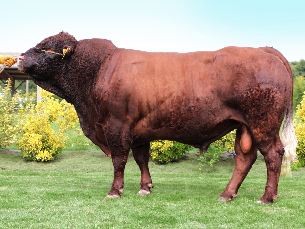 2022 Fully Tested Salers Bulls - ICBF