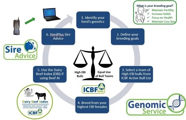 Managing Your 2022 Breeding Season - ICBF