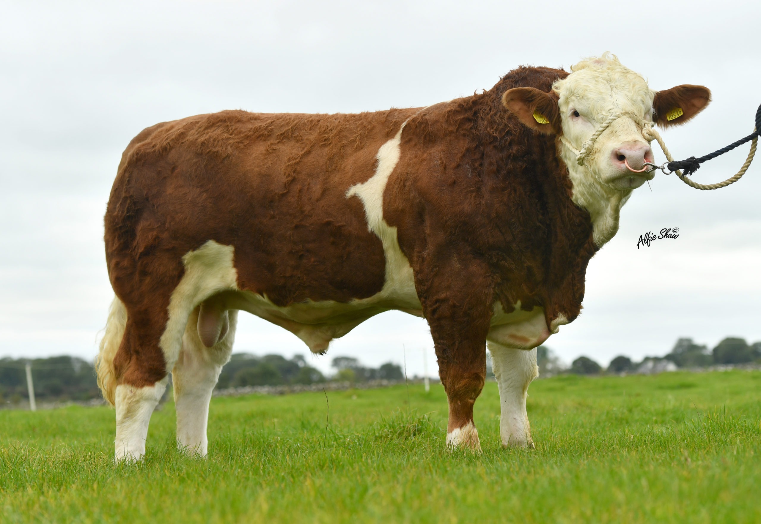 Gene Ireland Focus - SI8520 Portroyal Mr Bull PP - ICBF