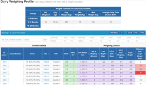 New Dairy Heifer Weight Profile Launched - ICBF