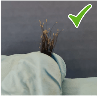 How to Take a Hair Sample? - ICBF