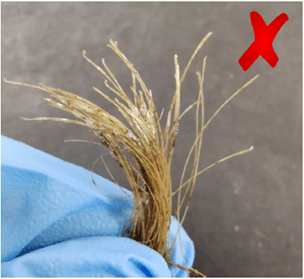 How to take a Hair Samples for the genotyping process? - ICBF