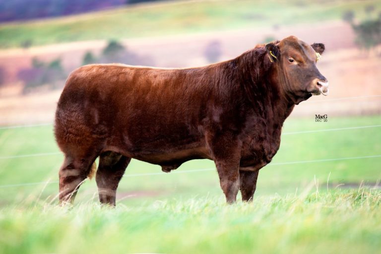 Fully Tested Aberdeen Angus Bulls - ICBF