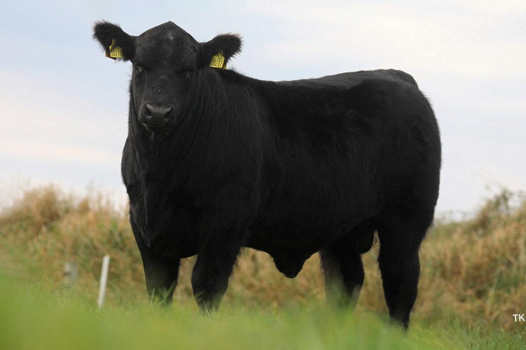Fully Tested Aberdeen Angus Bulls - ICBF