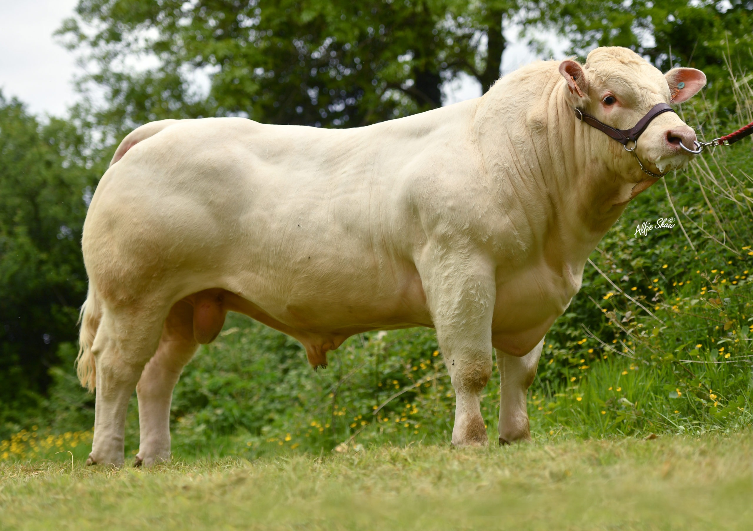 Beef Gene Ireland Focus (CH8571 – Recif) - ICBF