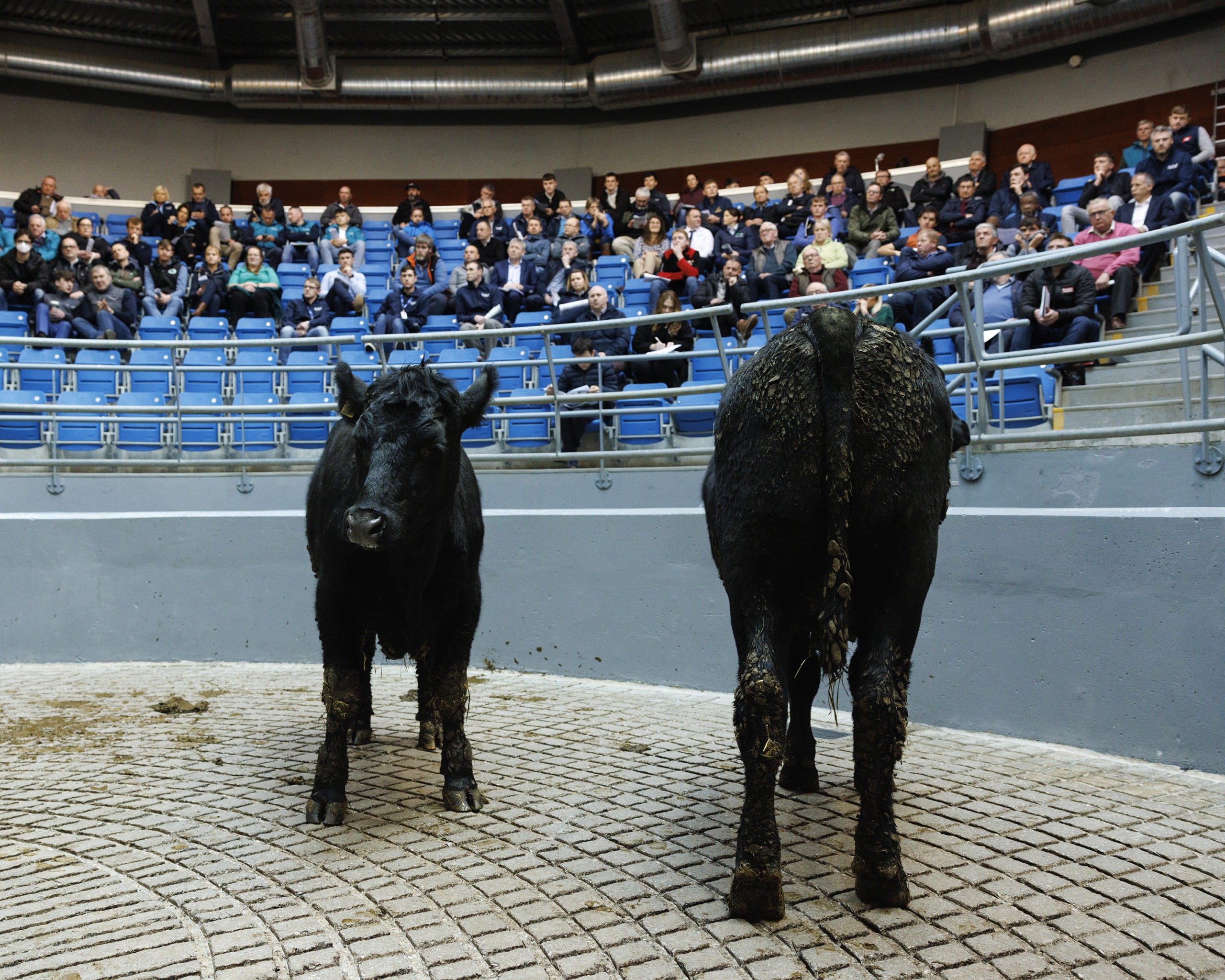 Commercial Beef Value to go Live on Mart Boards - ICBF