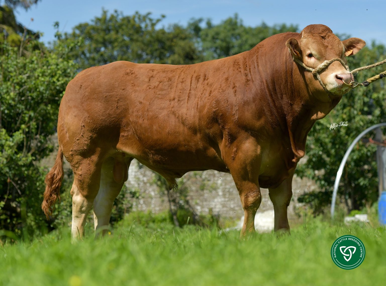 2022 Fully Tested Limousin Bulls - ICBF