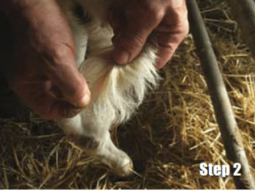 How to correctly take a Hair Sample for Genotyping? - ICBF