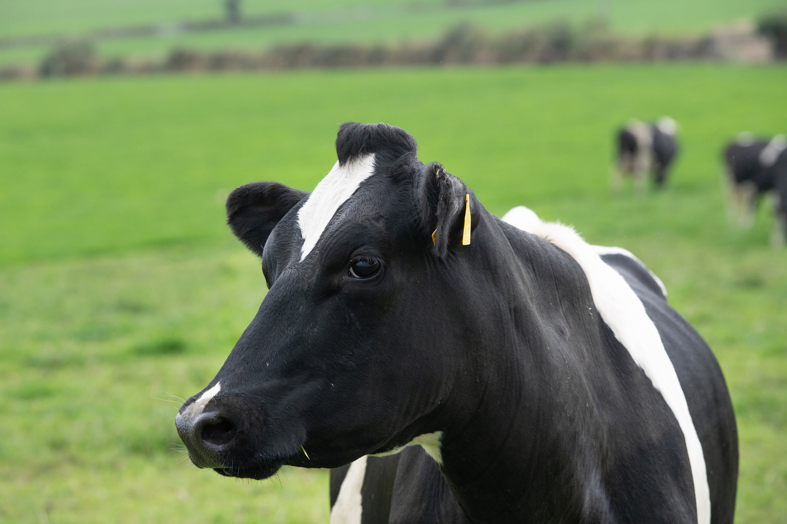 Latest EBI figures now live! - ICBF