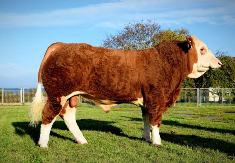 Fully Tested Simmental Bulls - ICBF