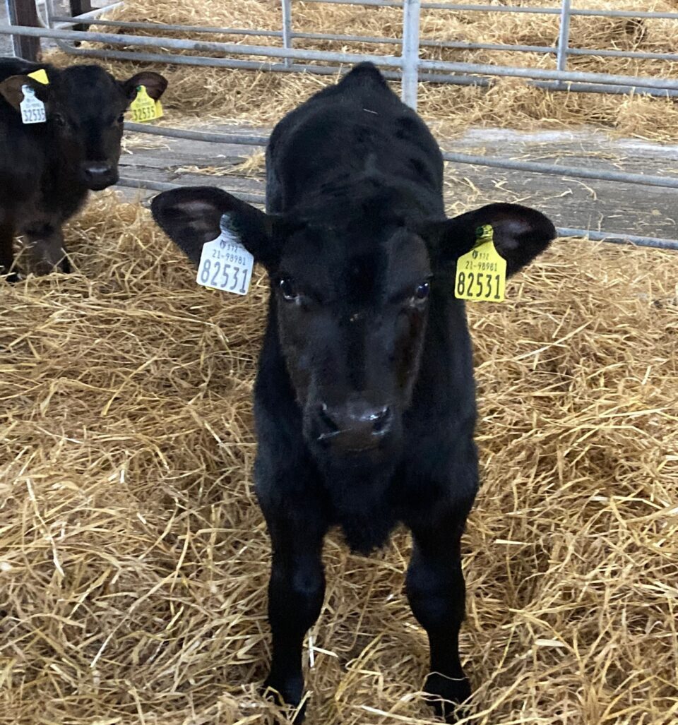 Who sired the dairy beef calves in 2022? - ICBF