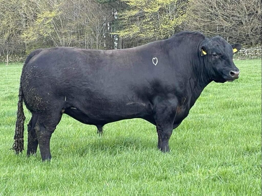 Fully Tested Aberdeen Angus Bulls - ICBF