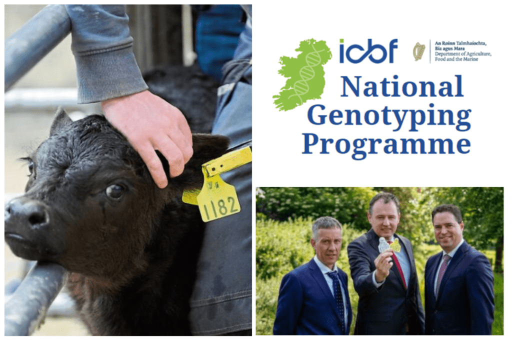 ICBF Launches the National Genotyping Programme – A world first! - ICBF