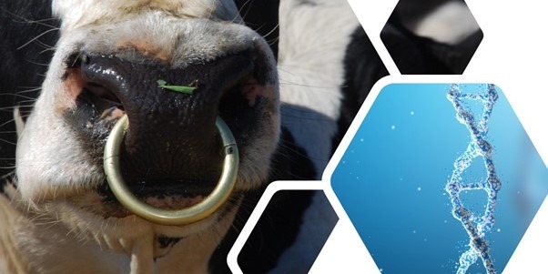 Improvements to the Dairy Genomic Results Profile - ICBF