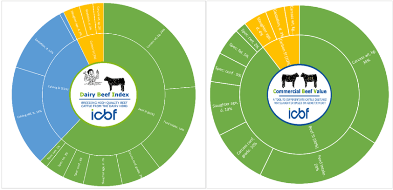 Integrating Dairy & Beef Systems - ICBF
