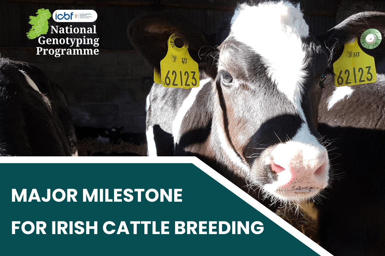 Press Release: Major Milestone for Irish Cattle Breeding - ICBF