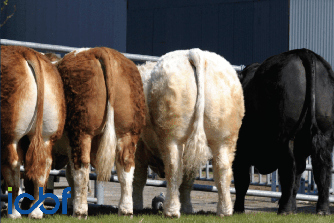 Beef Gene Ireland Launch – Spring 2024 - ICBF