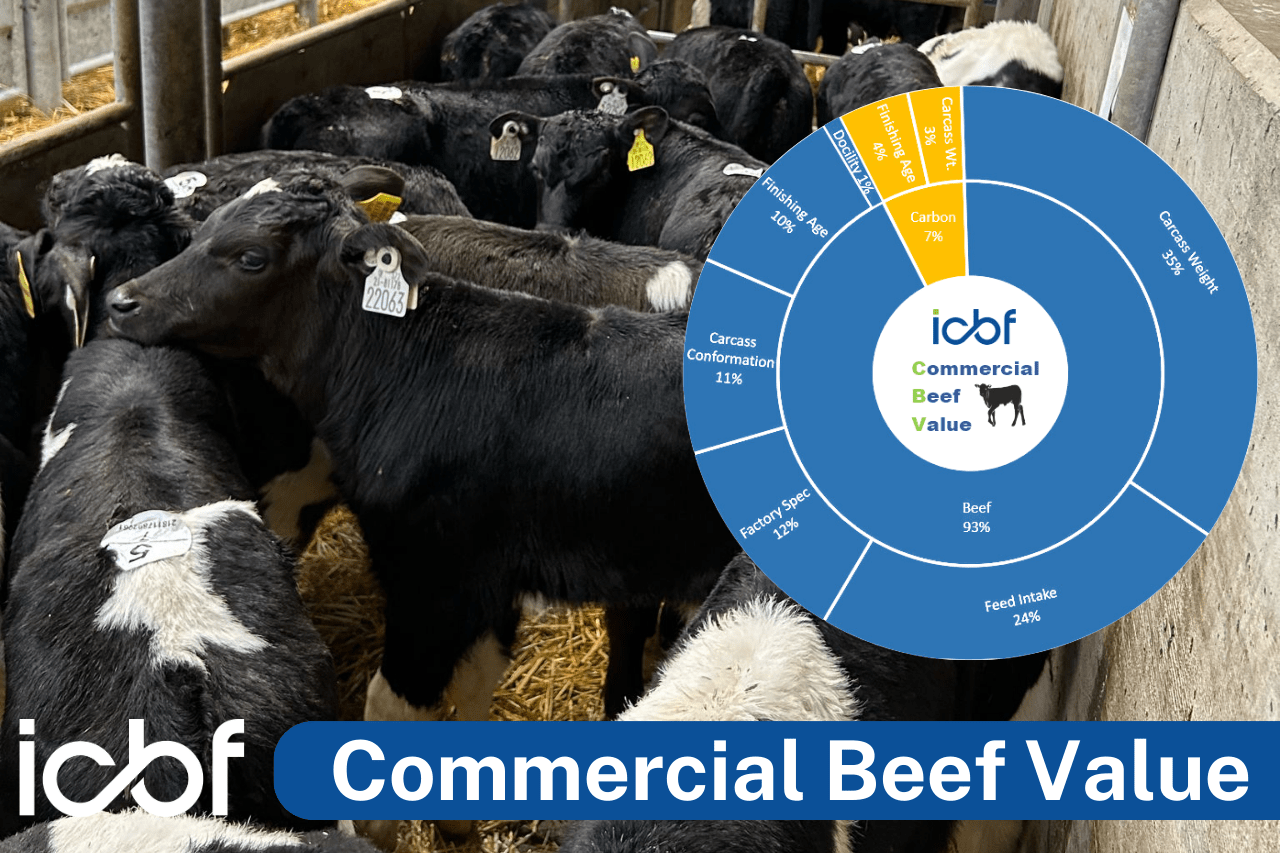 Commercial Beef Value-All you need to know! - ICBF