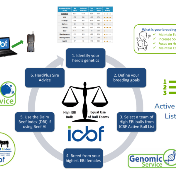 Press Release: Major Milestone for Irish Cattle Breeding - ICBF