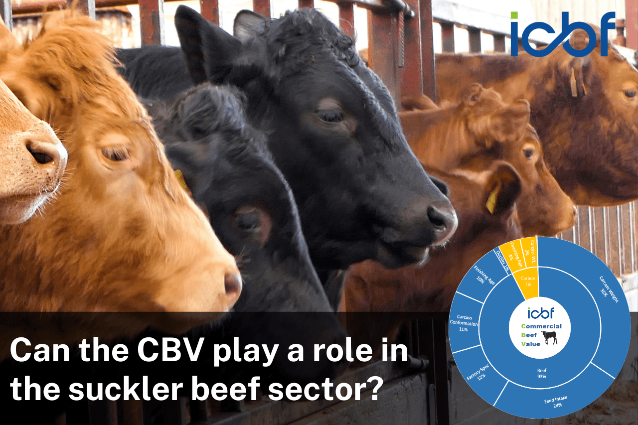 Can the Commercial Beef Value play a role in the suckler beef sector ...