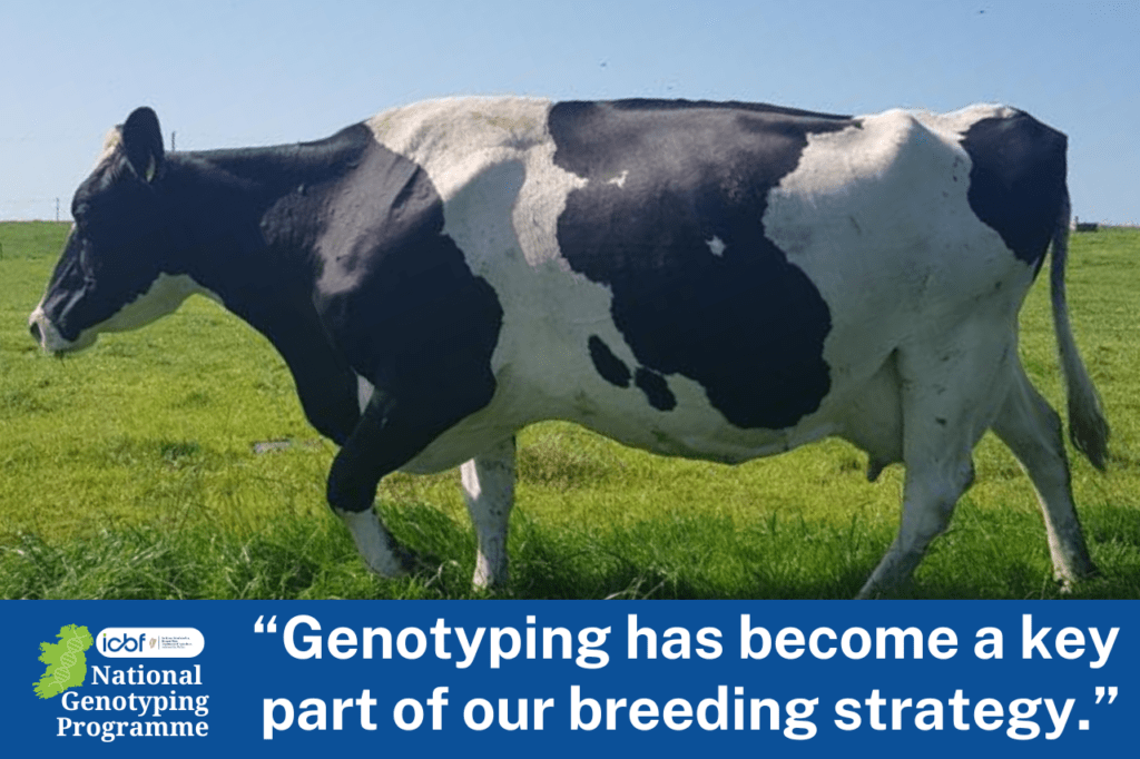 Welcome to ICBF, Ireland's centralised cattle breeding database