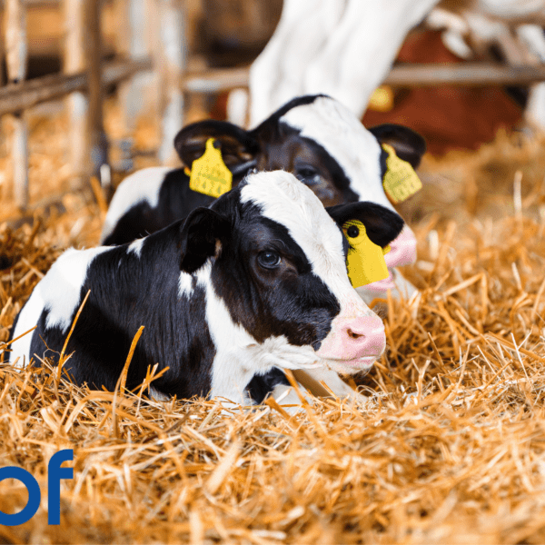 Dairy Breeding Guidelines For Spring 2024 Icbf