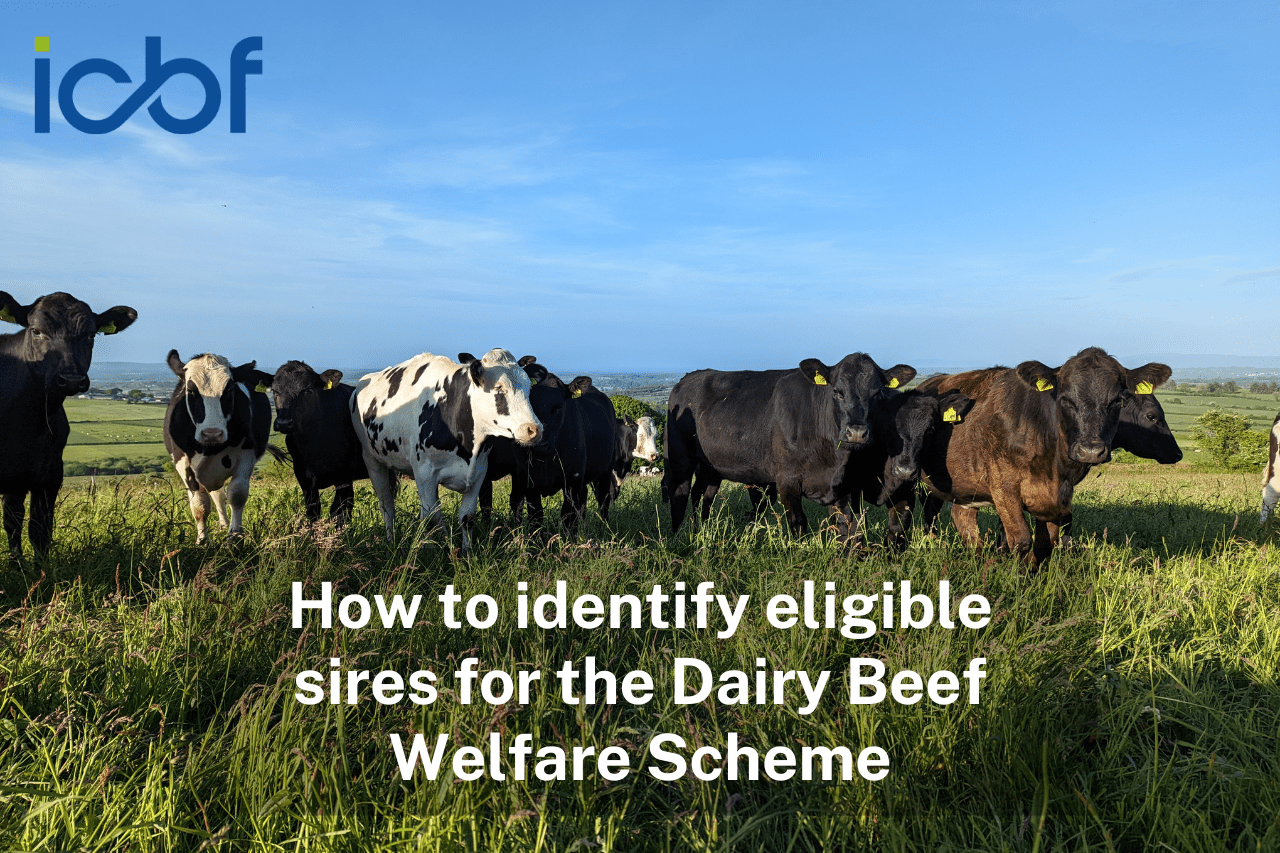 Locate DBWS eligible bulls through the ICBF Animal Search & Stockbull ...
