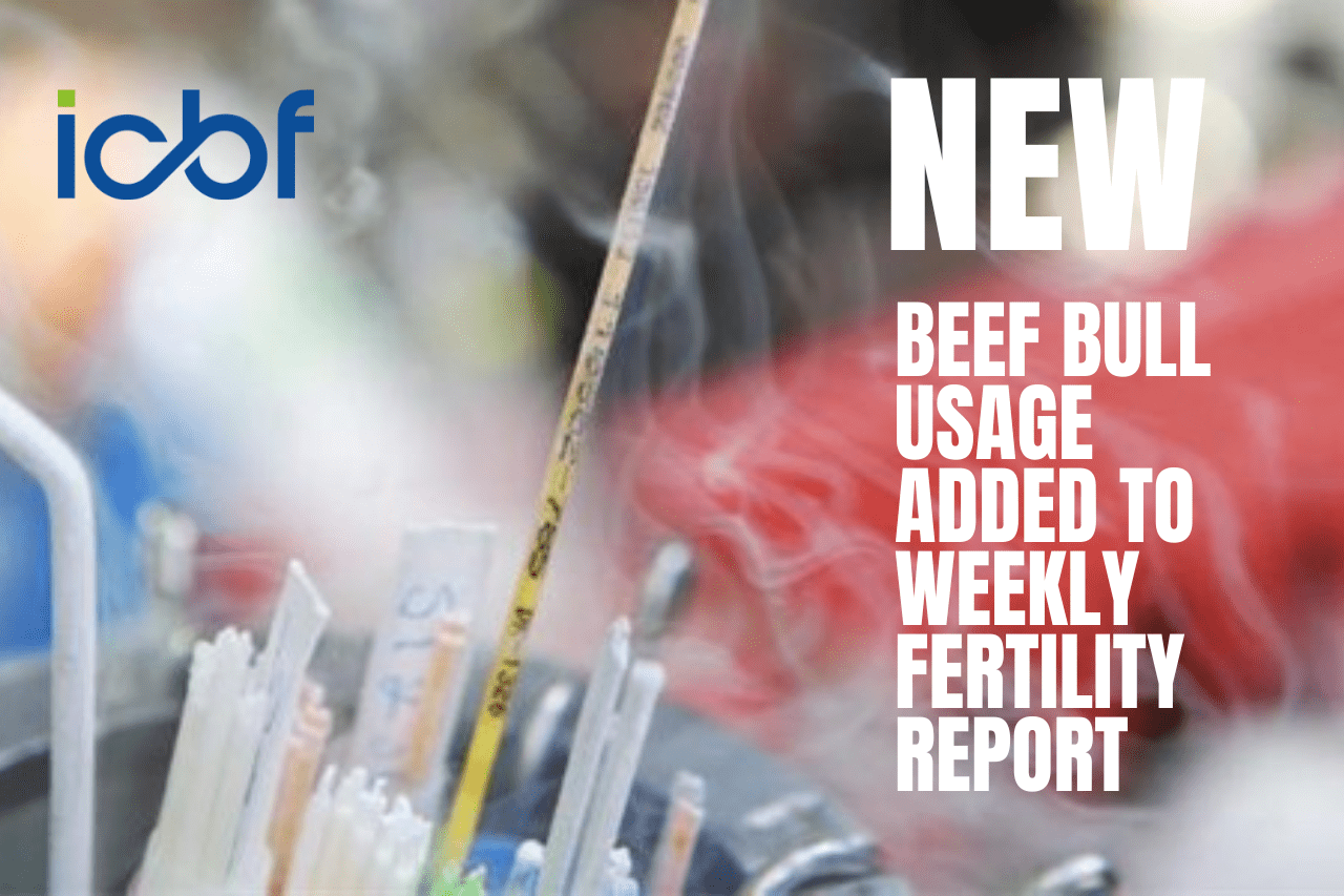 NEW - Beef Bull Team Usage Added to Weekly Fertility Report - ICBF