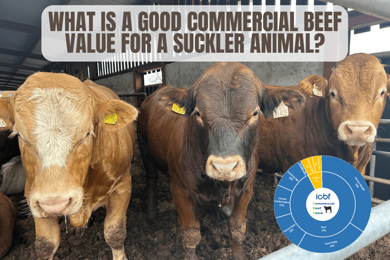 What is a good Commercial Beef Value for a suckler animal? - ICBF