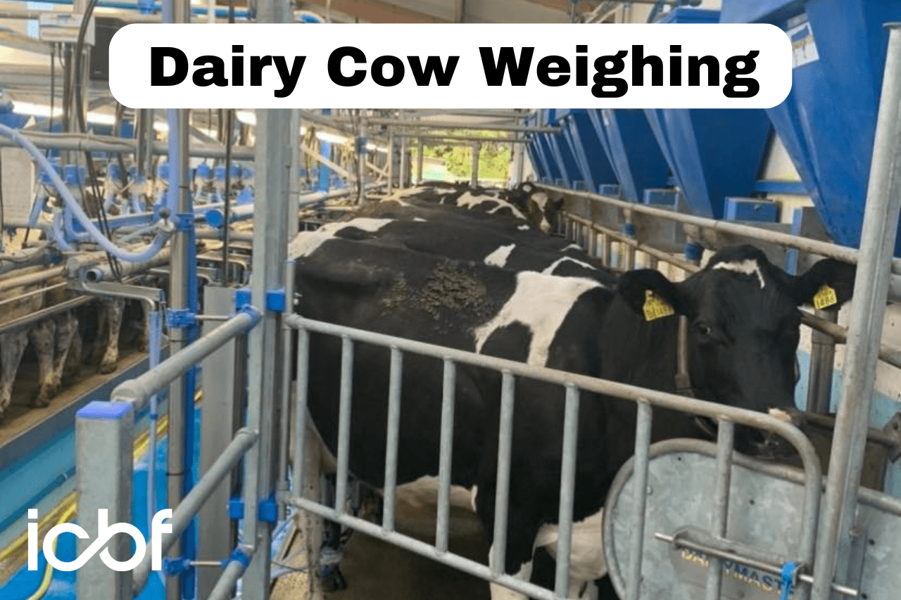 Dairy Cow Weighing Project 2024 - ICBF