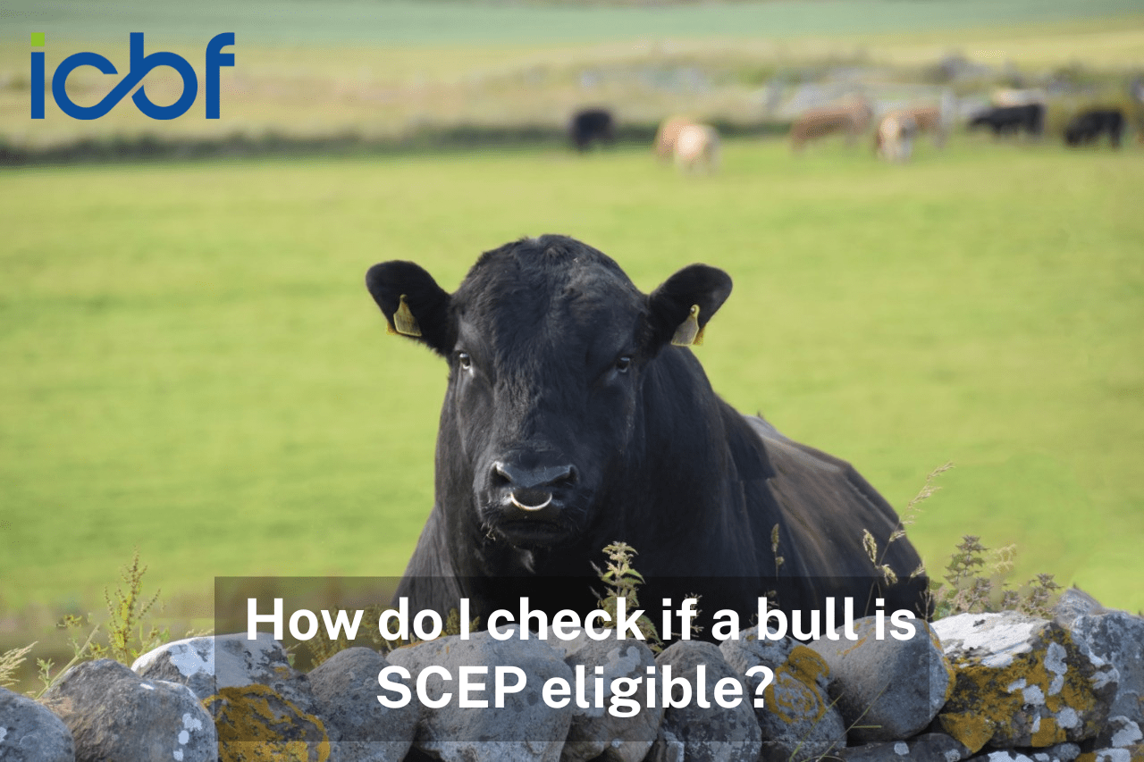 How do I check if a bull is SCEP eligible? - ICBF