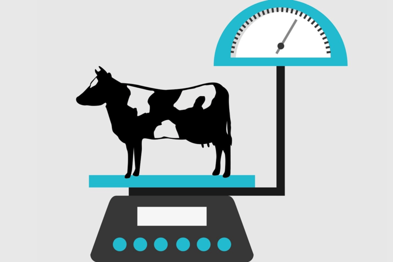NEW Dairy Cow Weighing Profile on HerdPlus - ICBF