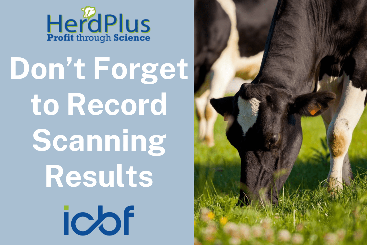 Welcome to ICBF, Ireland's centralised cattle breeding database