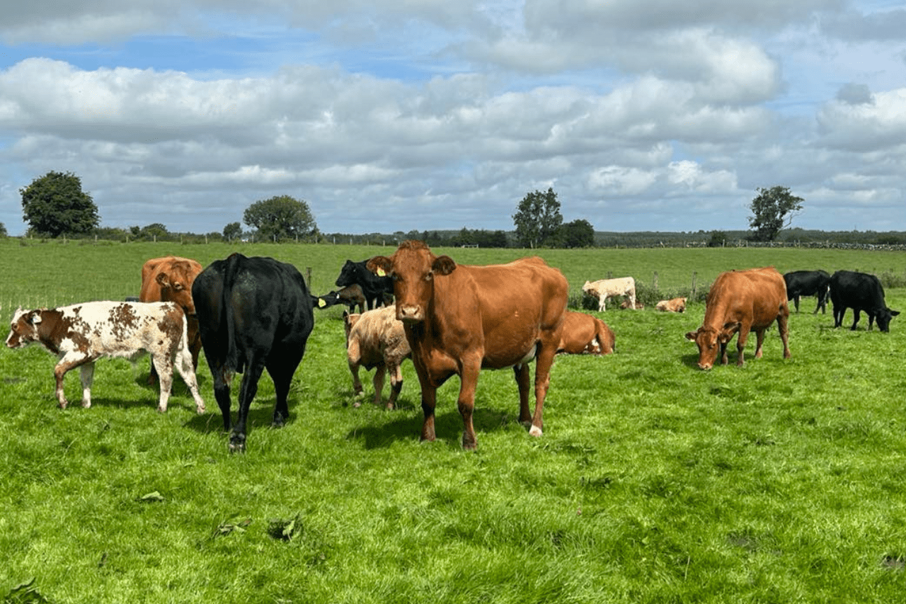 Why was €49 added to the Replacement Index? - ICBF