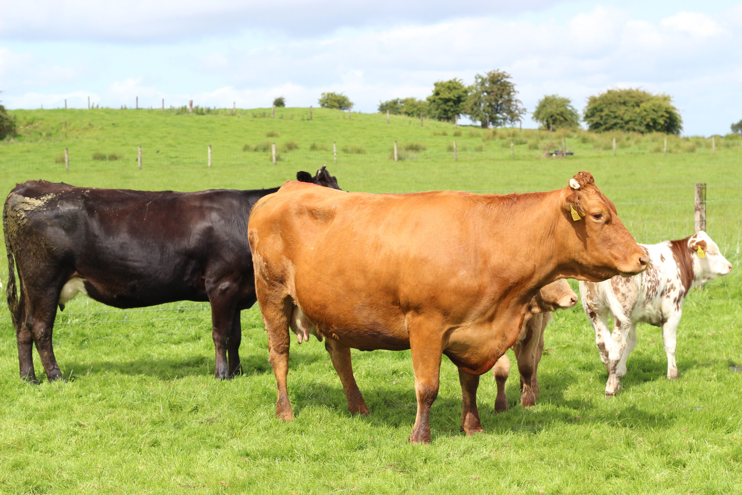 Genotype Pricing - ICBF