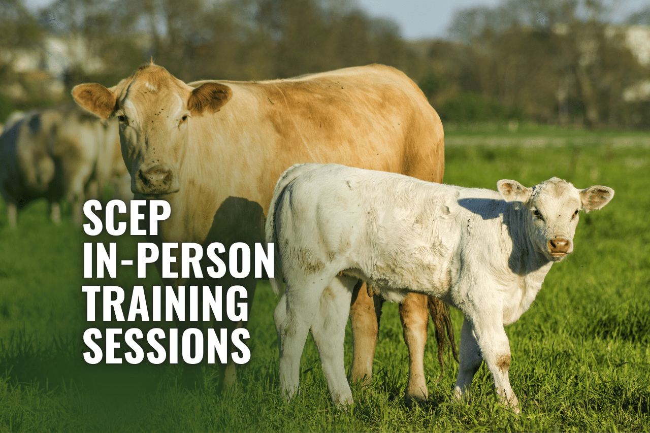 SCEP In-Person Training Sessions - ICBF